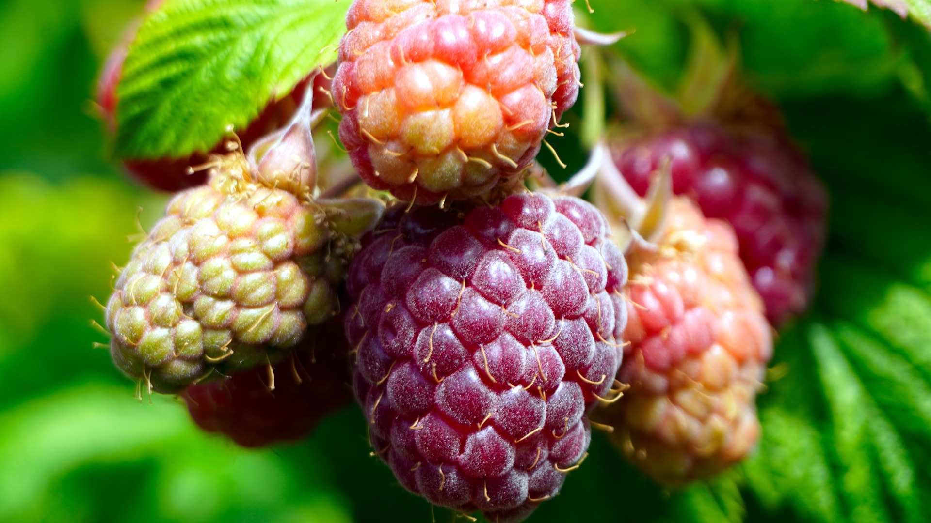 Late Cropping Raspberries – A Poem By Carol J Forrester #DVersePoets ...